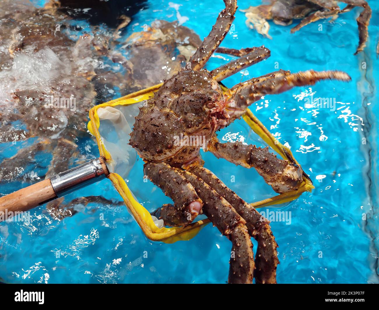 big giant Paralithodes camtschaticus on the stall for sale in the ...