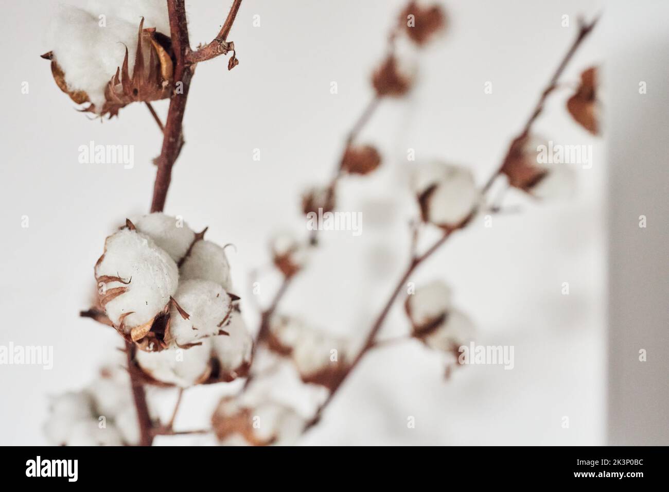 Decorative dry cotton on the background of a white wall in the interior ...