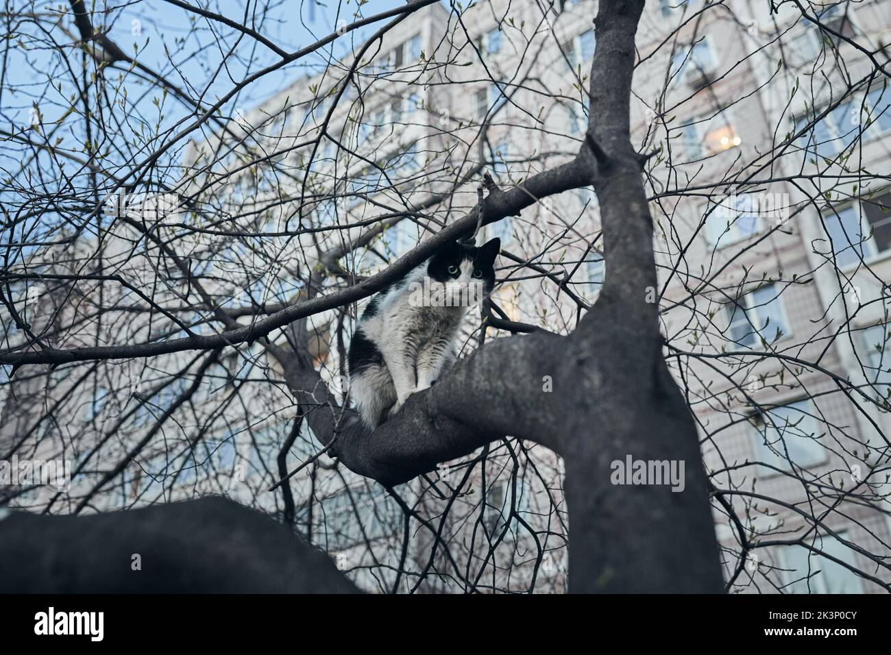 A stray cat on a tree in the city. Front view Stock Photo - Alamy
