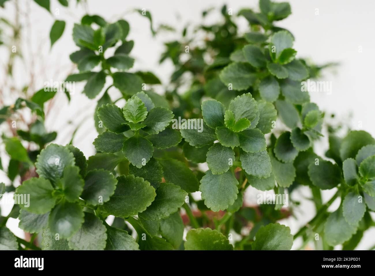 Kalanchoe flower without buds, actively growing greenery. Front view ...