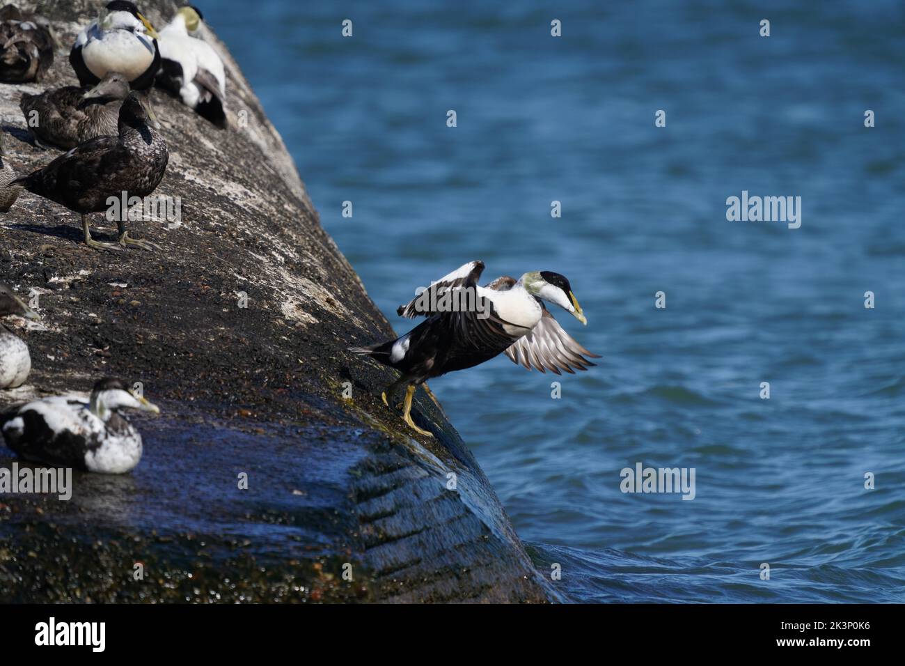 The birds in the sea water in Denmark Stock Photo - Alamy