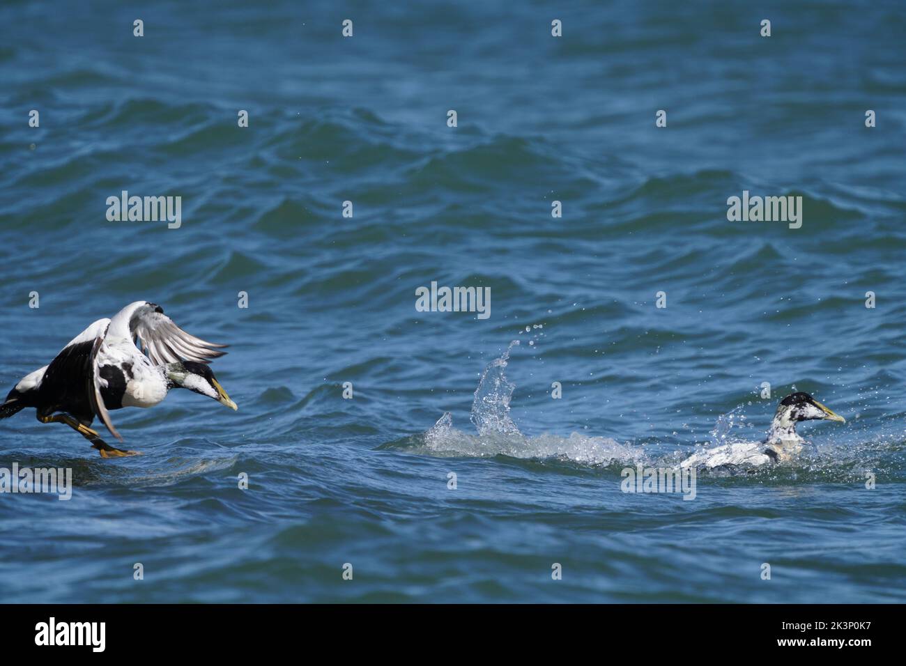 The birds in the sea water in Denmark Stock Photo - Alamy