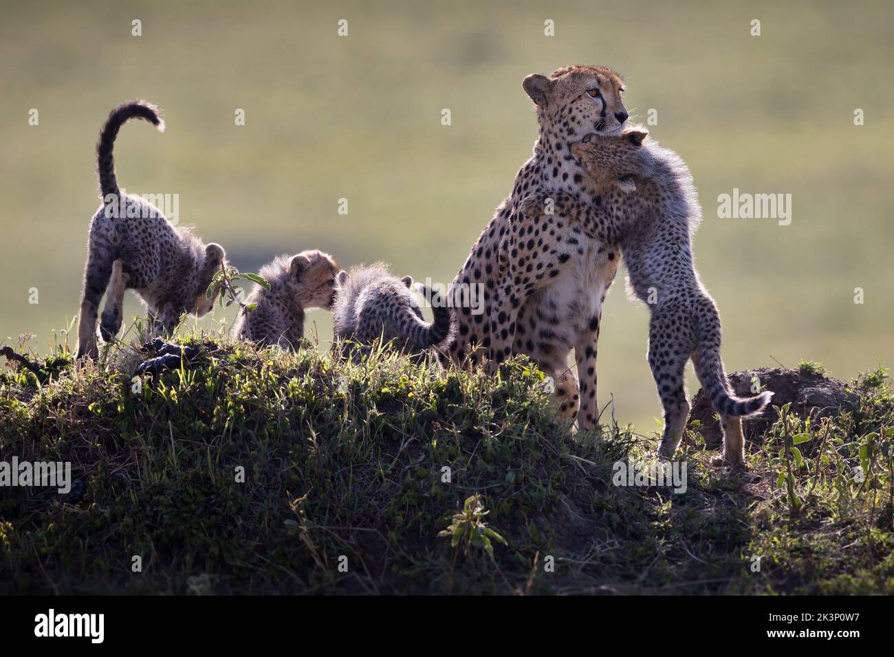 A little cheetah standing on its feet and hugging its mother while the ...