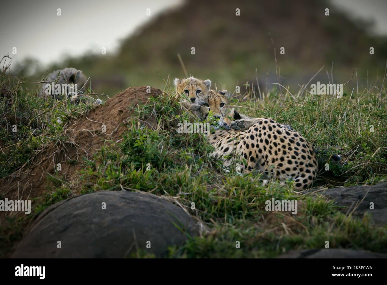 A big and small cheetahs laying close together on a grassland Stock ...