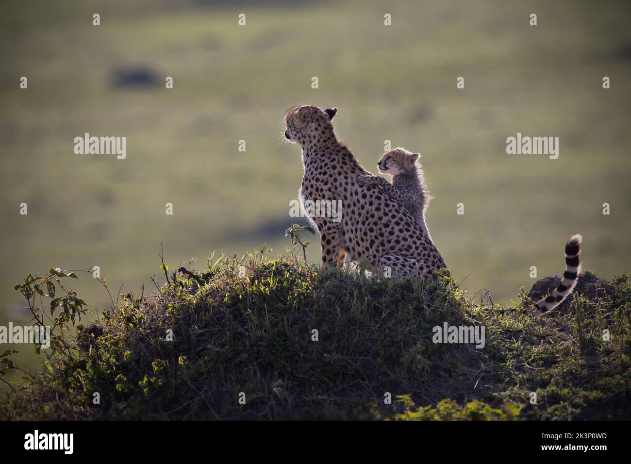An adorable shot of a little cheetah on its mother's back standing on a ...