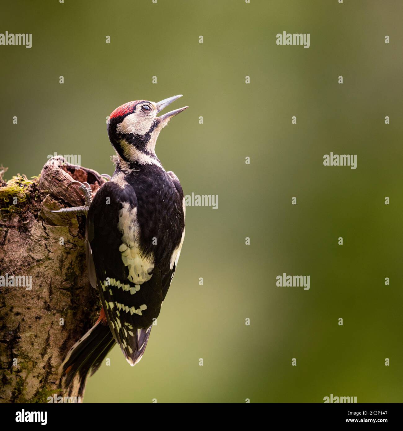 A closeup shot of a Great Spotted Himalayan Woodpecker perched on a ...