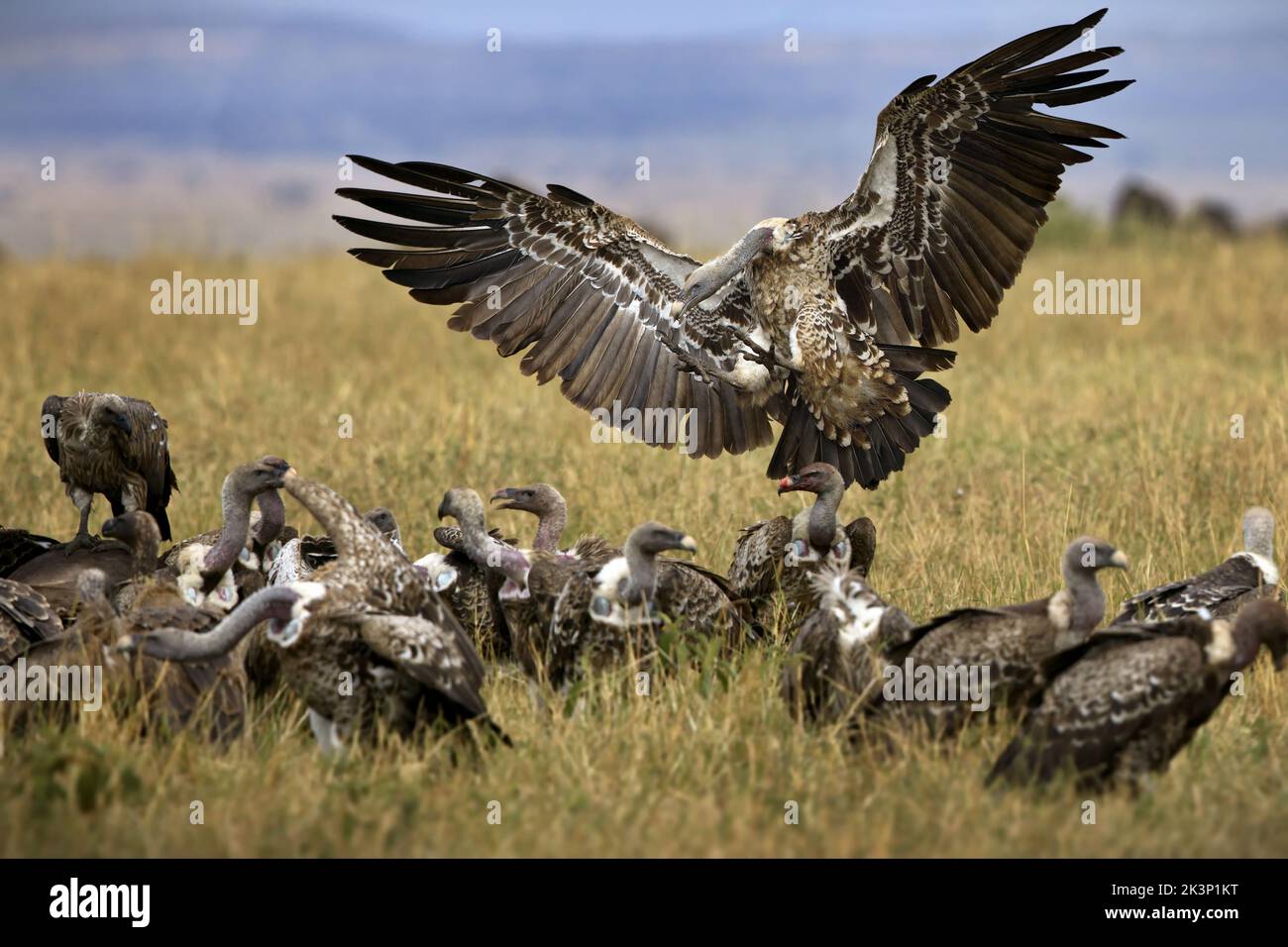 A huge vulture with its wings wide open approaching smaller birds of ...