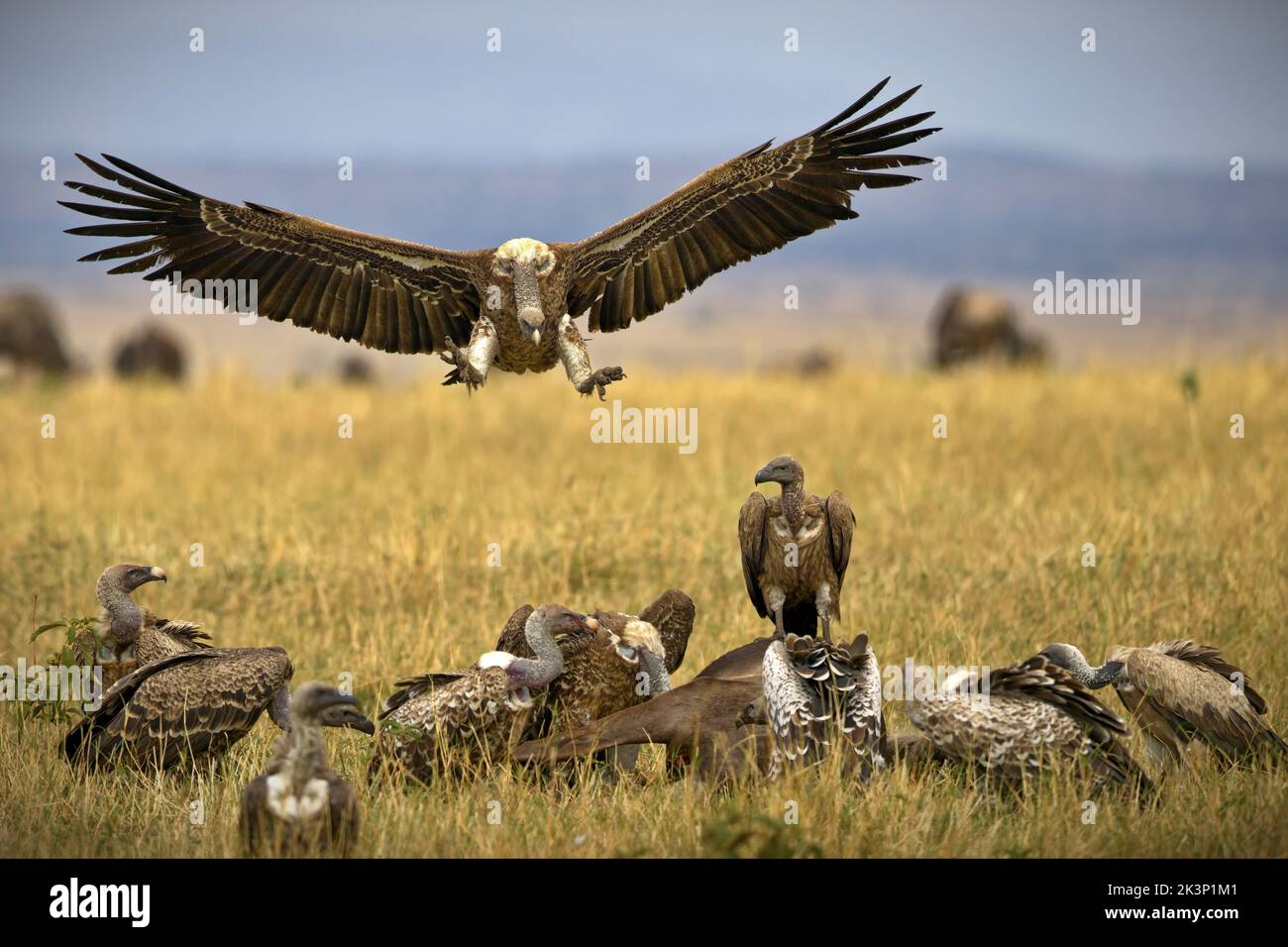 A huge vulture with its wings wide open approaching smaller birds of ...