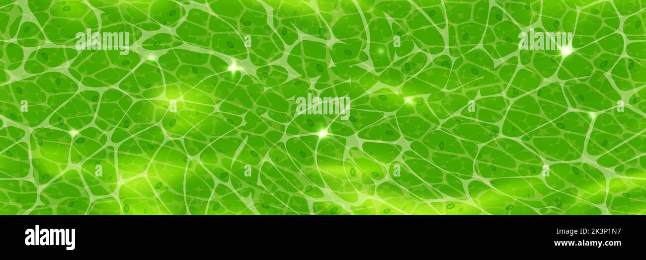 Green plant cell texture under a microscope or abstract natural wallpaper Stock Vector Image ...