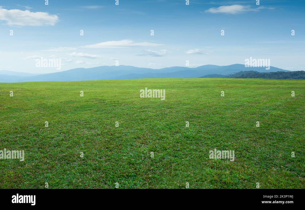 Scenic view greenfield forest hi-res stock photography and images - Alamy