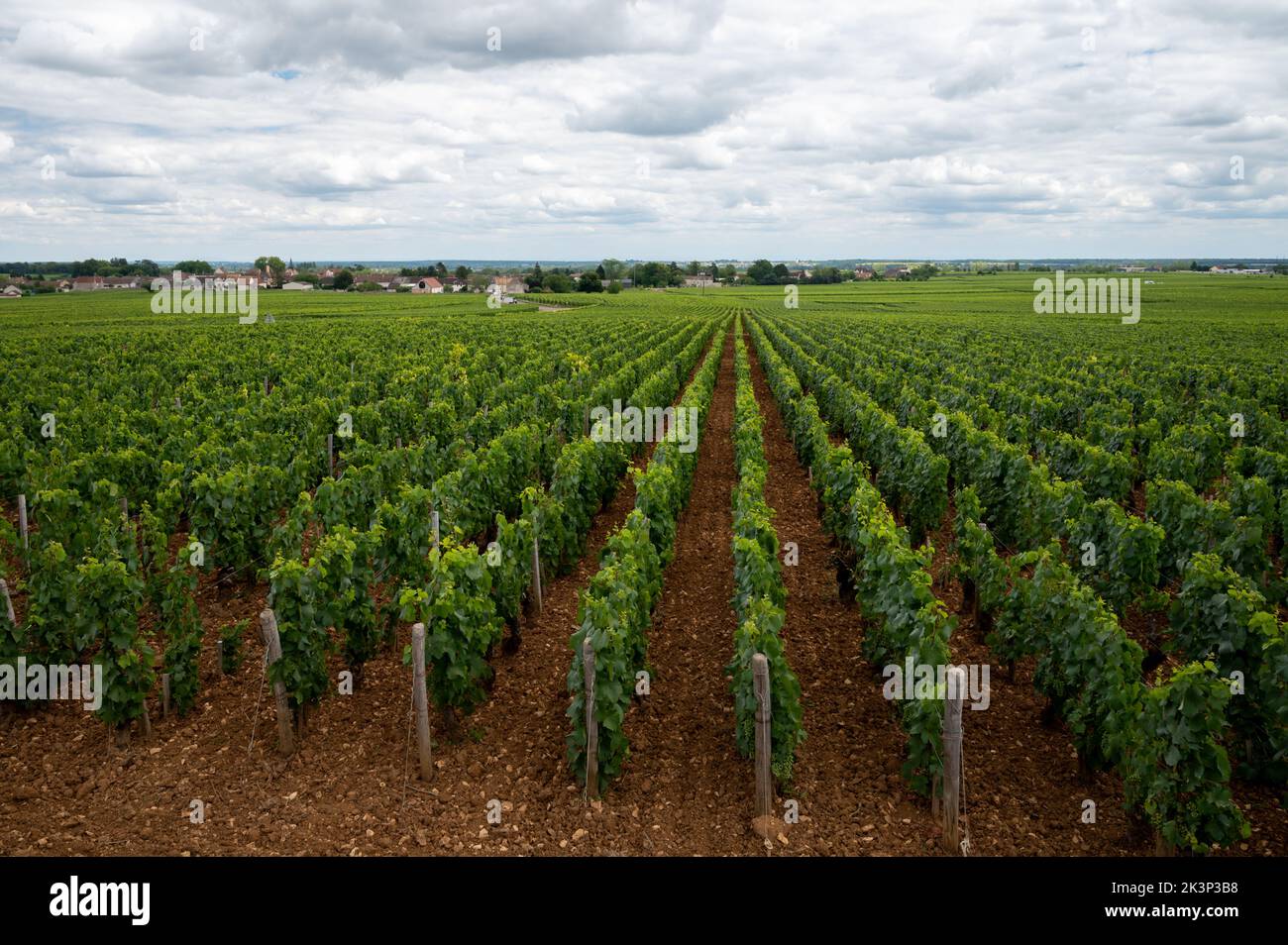 Green vineyards with growing grape plants, production of high quality ...