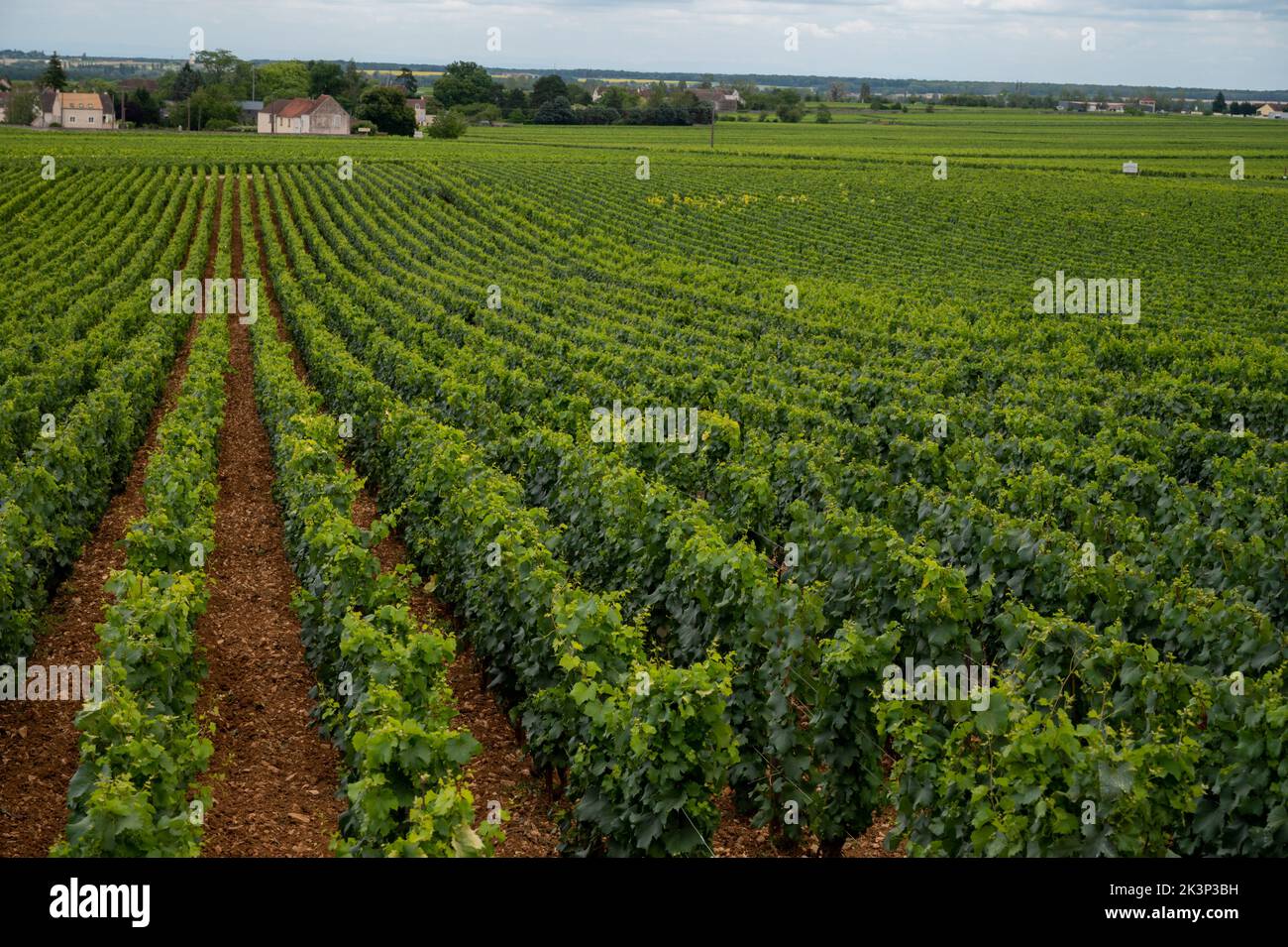 Green vineyards with growing grape plants, production of high quality ...