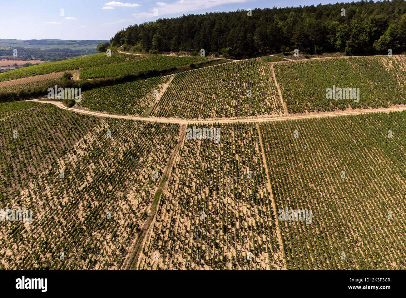 Aerial view on green Chablis Grand Cru appellation vineyards with ...