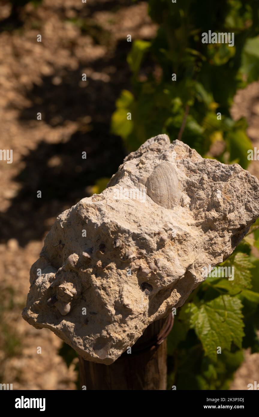 Sample of soil from Chablis Grand Cru appellation vineyards, limestone ...