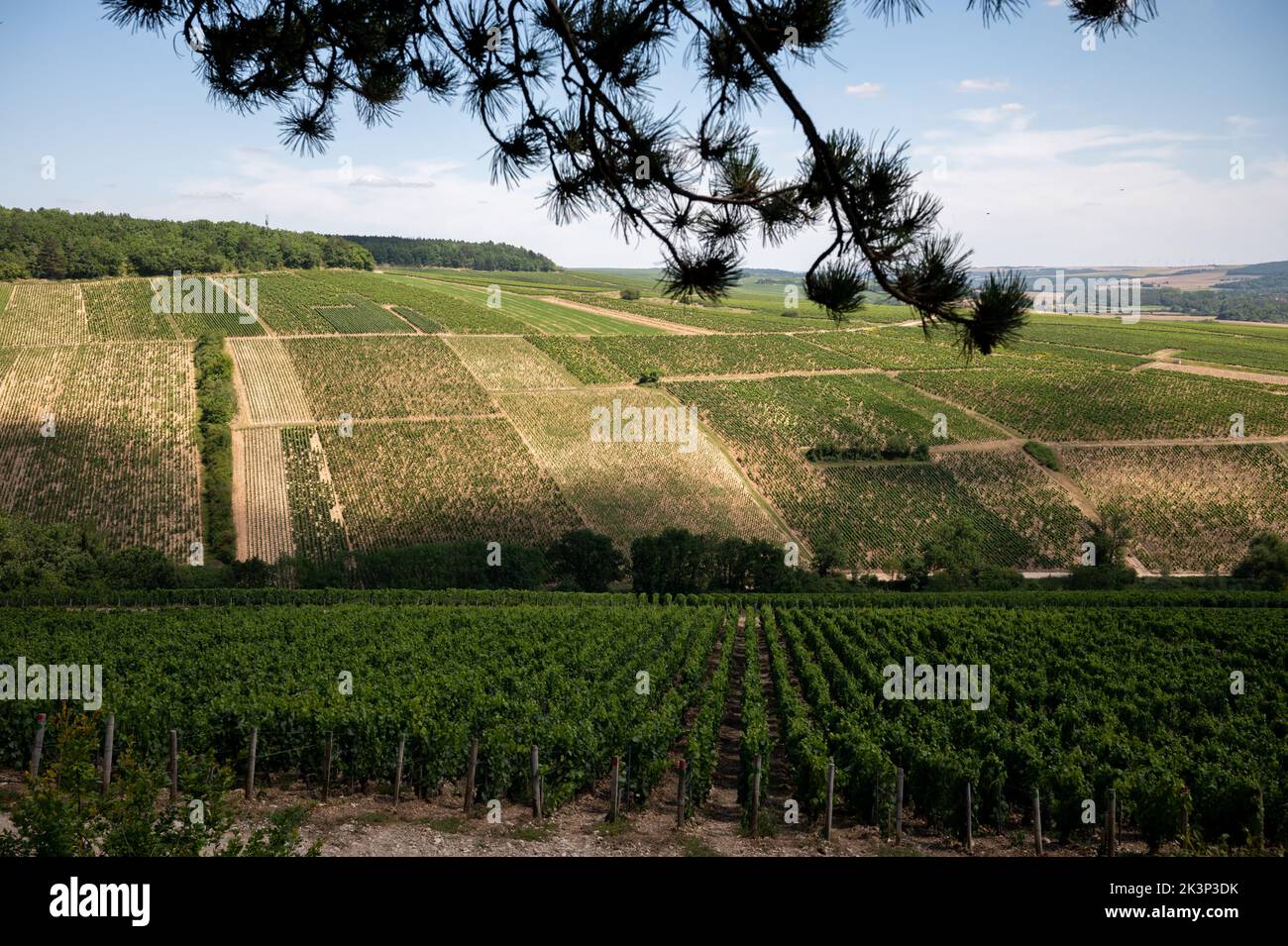 Aerial view on green Chablis Grand Cru appellation vineyards with ...