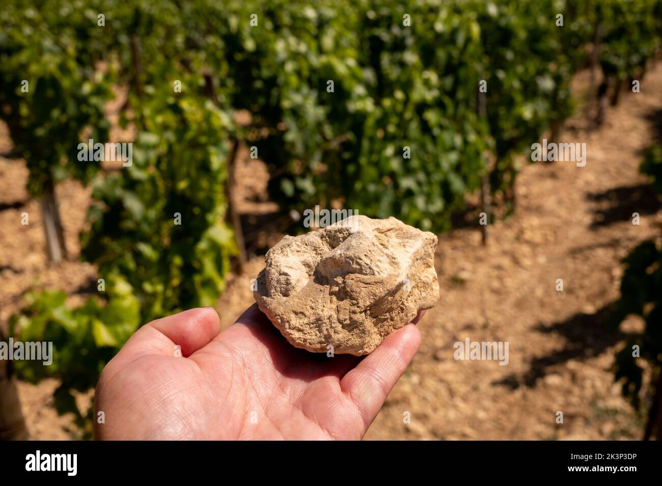 Sample of soil from Chablis Grand Cru appellation vineyards, limestone ...