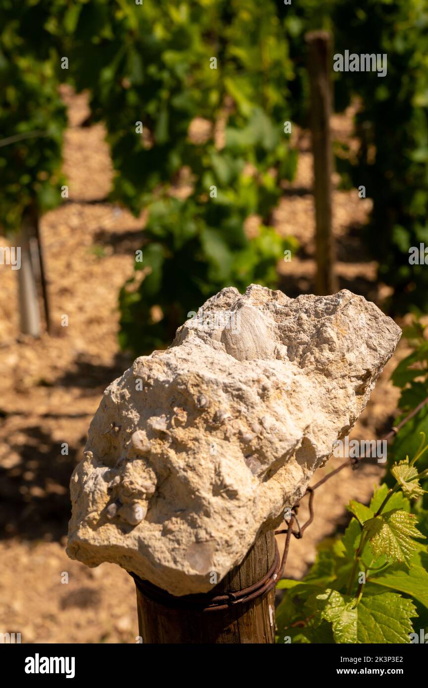 Sample of soil from Chablis Grand Cru appellation vineyards, limestone ...