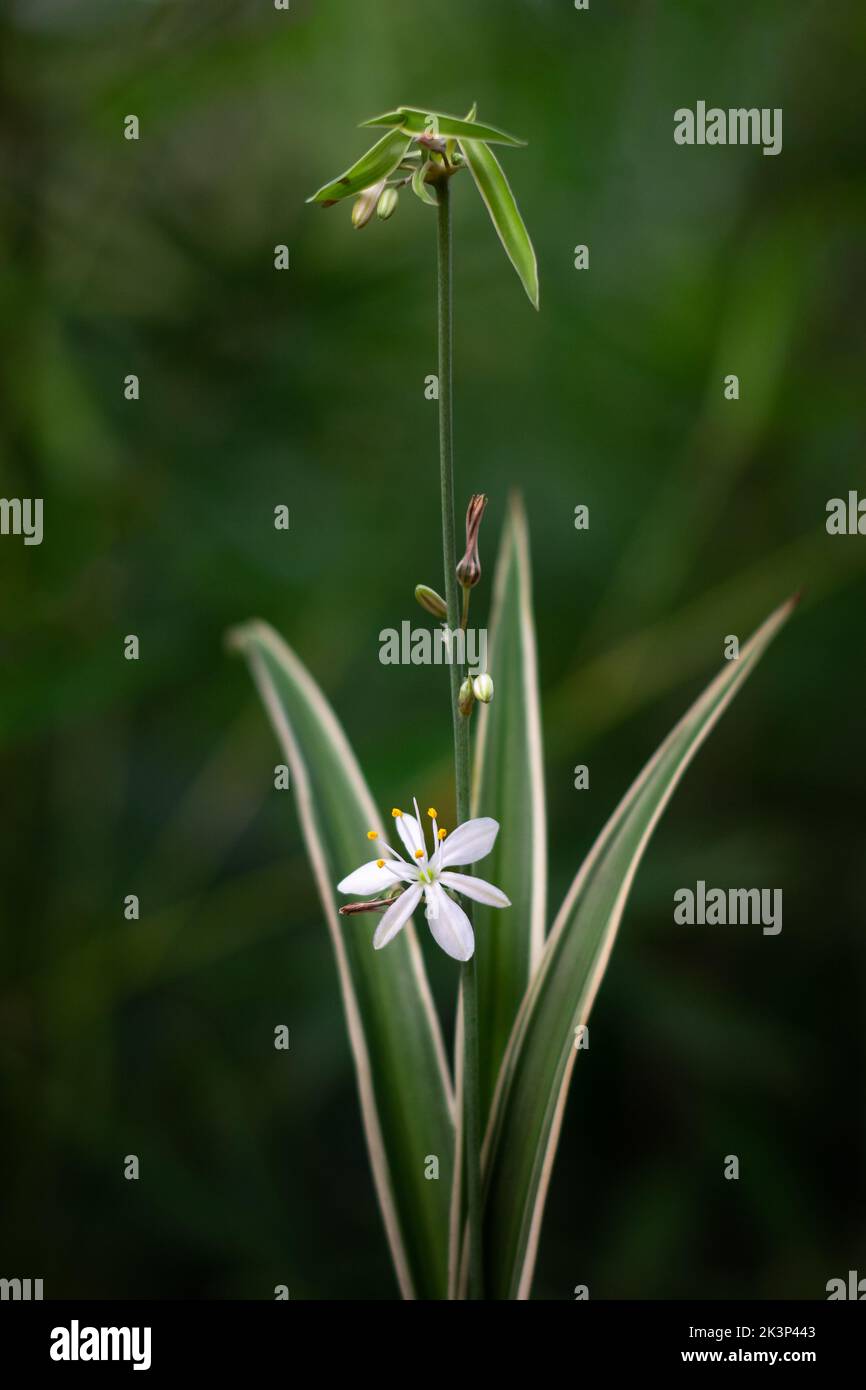 spider plant flower, chlorophytum comosum, also known as spider ivy ...