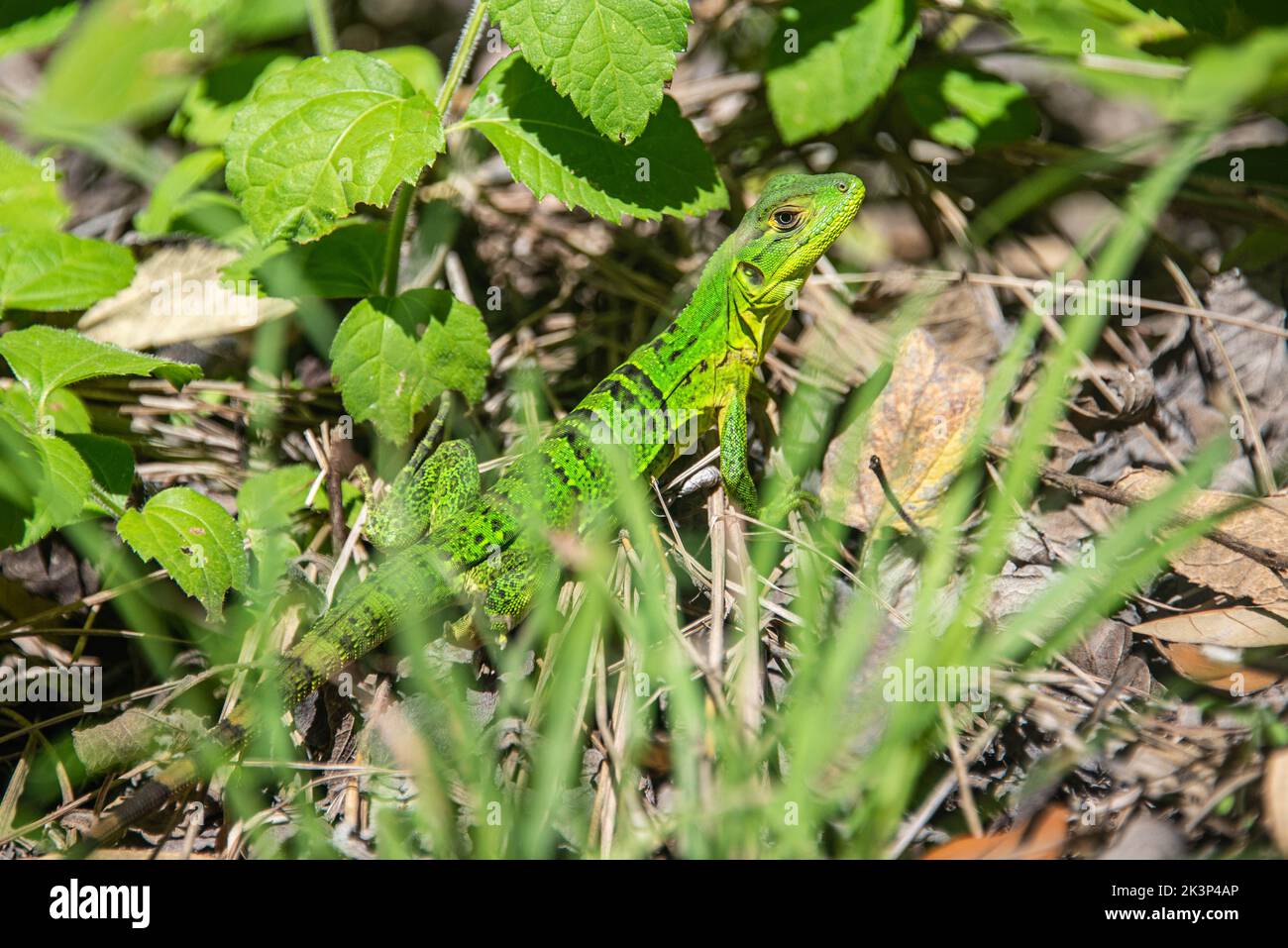 Common basilisk lizard (Basiliscus basiliscus), Rincon de la Vieja ...
