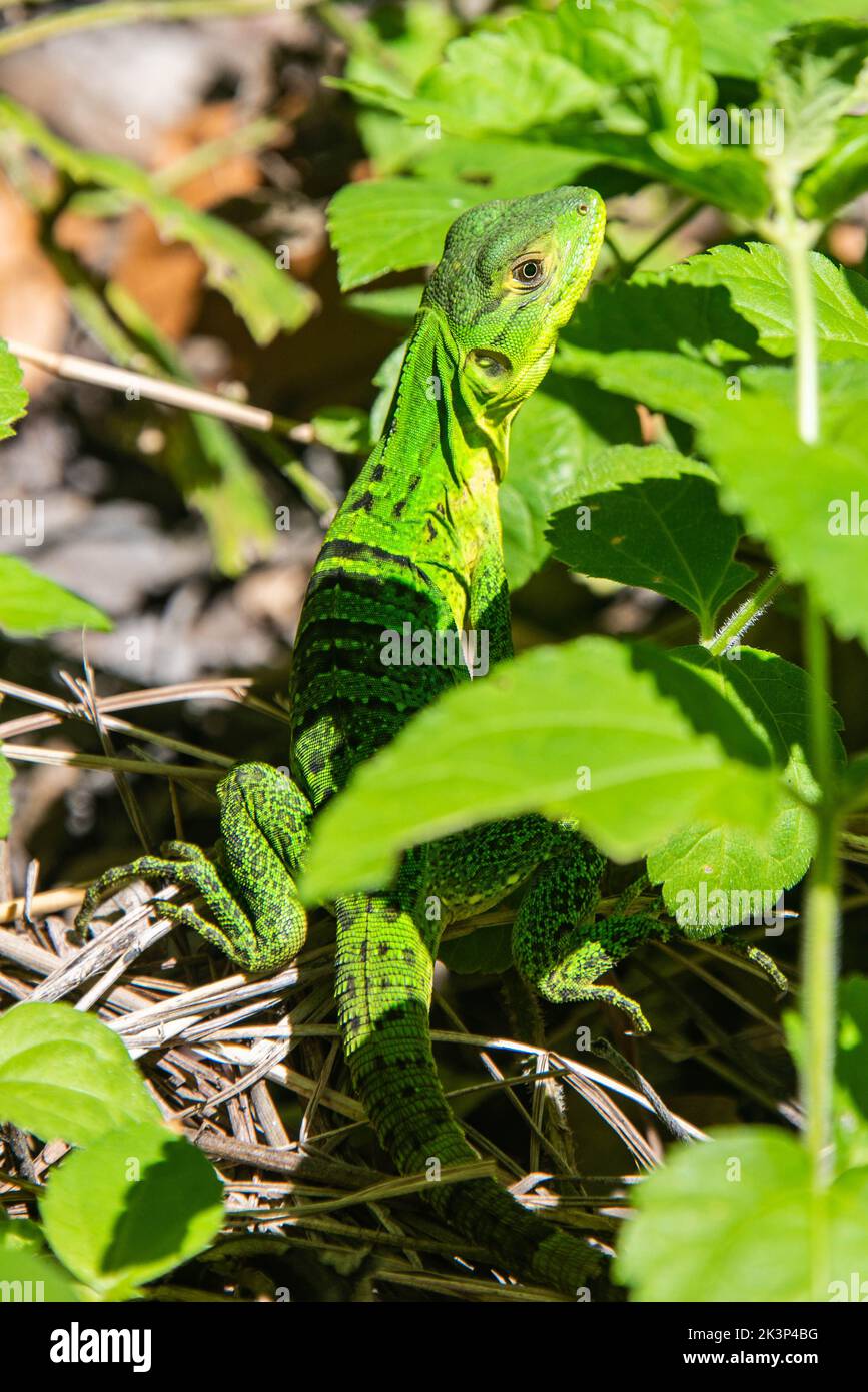 Common basilisk lizard (Basiliscus basiliscus), Rincon de la Vieja ...