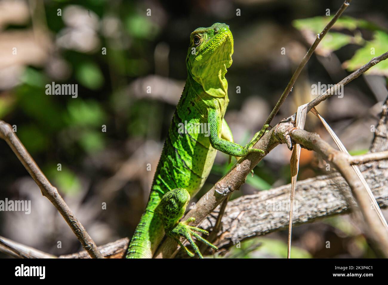 Common basilisk lizard (Basiliscus basiliscus), Rincon de la Vieja ...