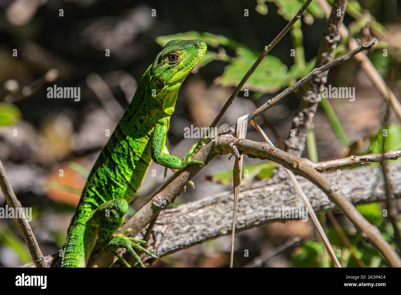 Common basilisk lizard (Basiliscus basiliscus), Rincon de la Vieja ...