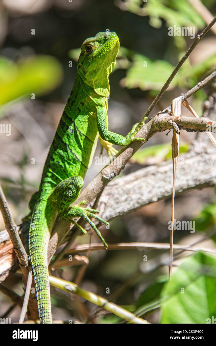 Common basilisk lizard (Basiliscus basiliscus), Rincon de la Vieja ...