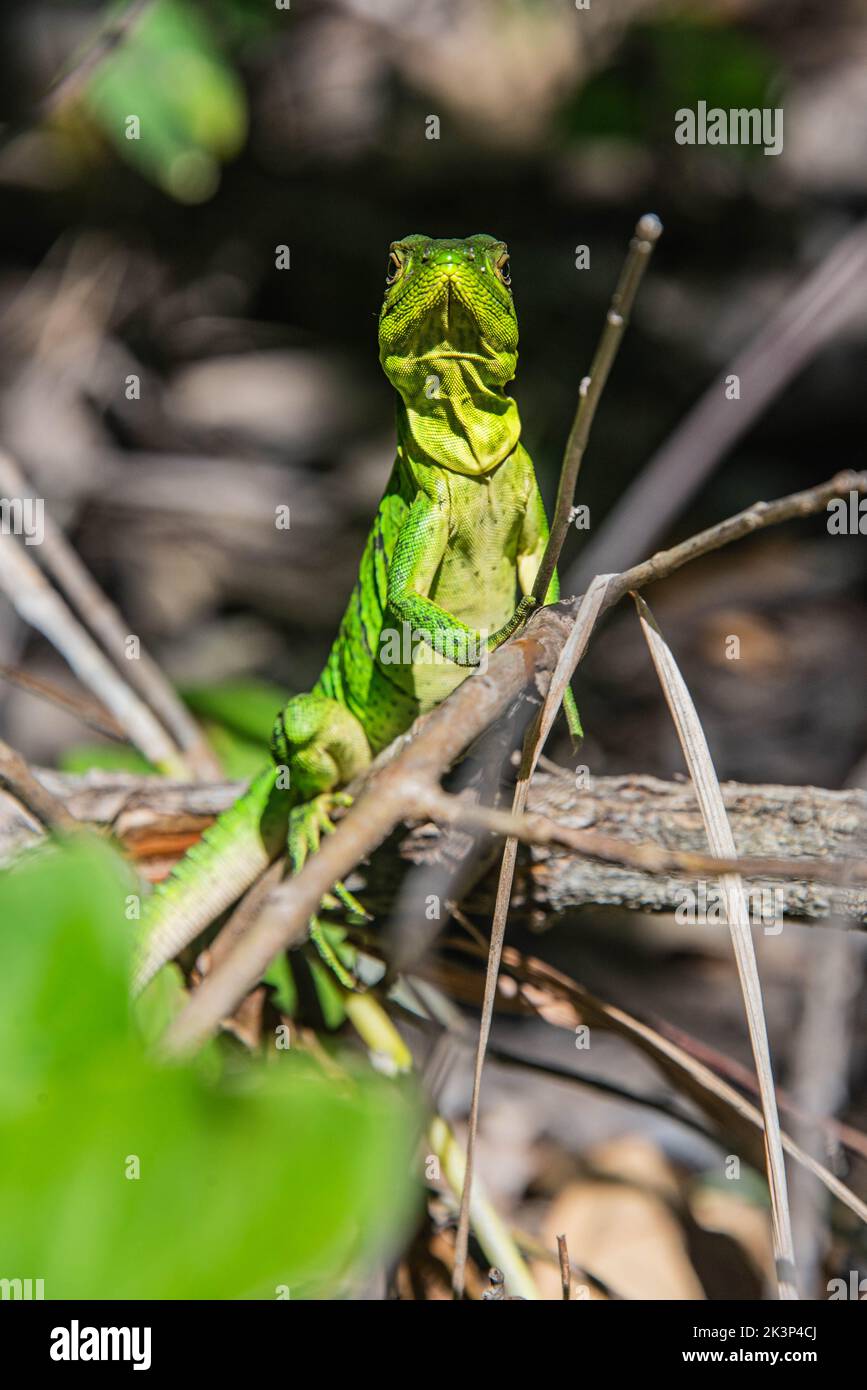Common basilisk lizard (Basiliscus basiliscus), Rincon de la Vieja ...