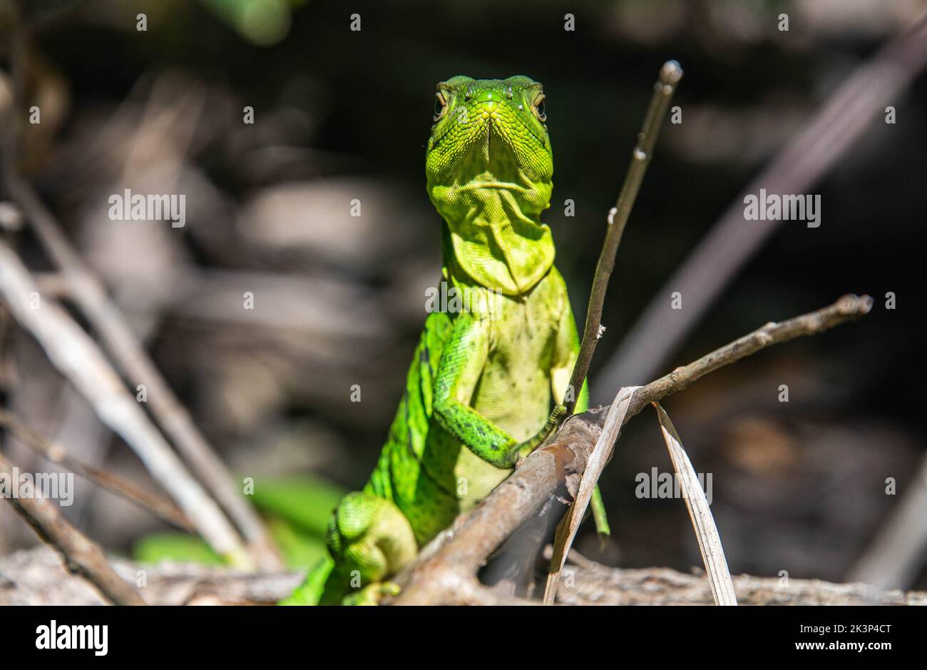 Common basilisk lizard (Basiliscus basiliscus), Rincon de la Vieja ...