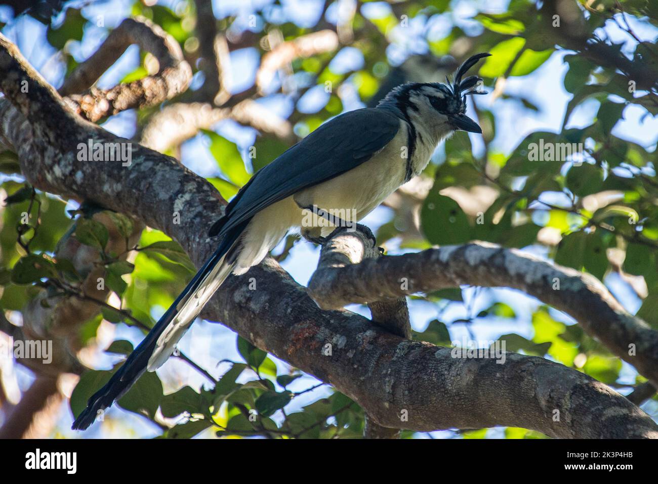 Blue magpie-jay in an apple tree in Costa Rica Stock Photo - Alamy