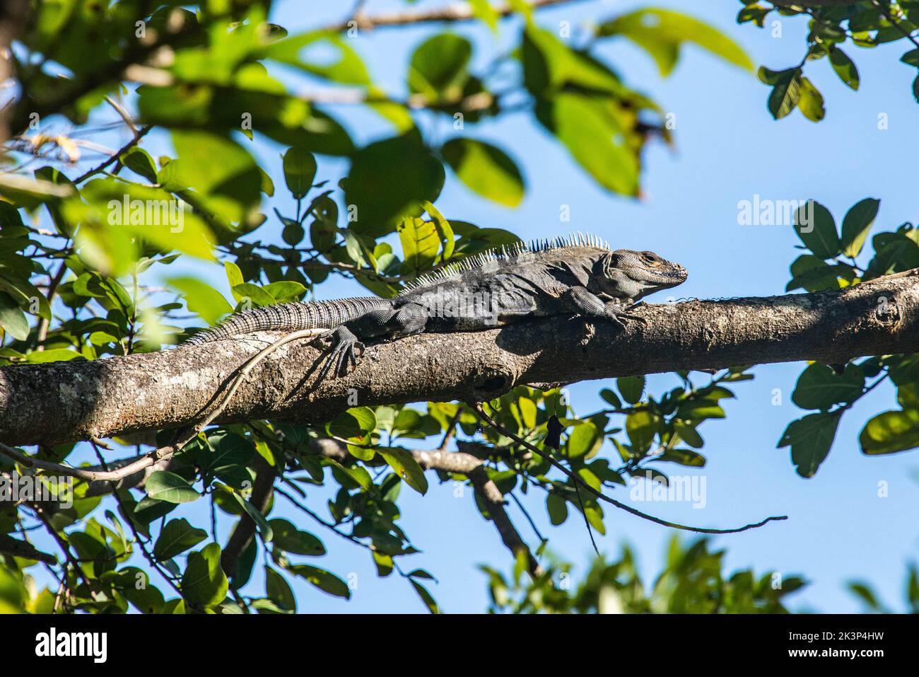 Giant iguana in a tree, Rincon de La Vieja National Park, Guanacaste ...