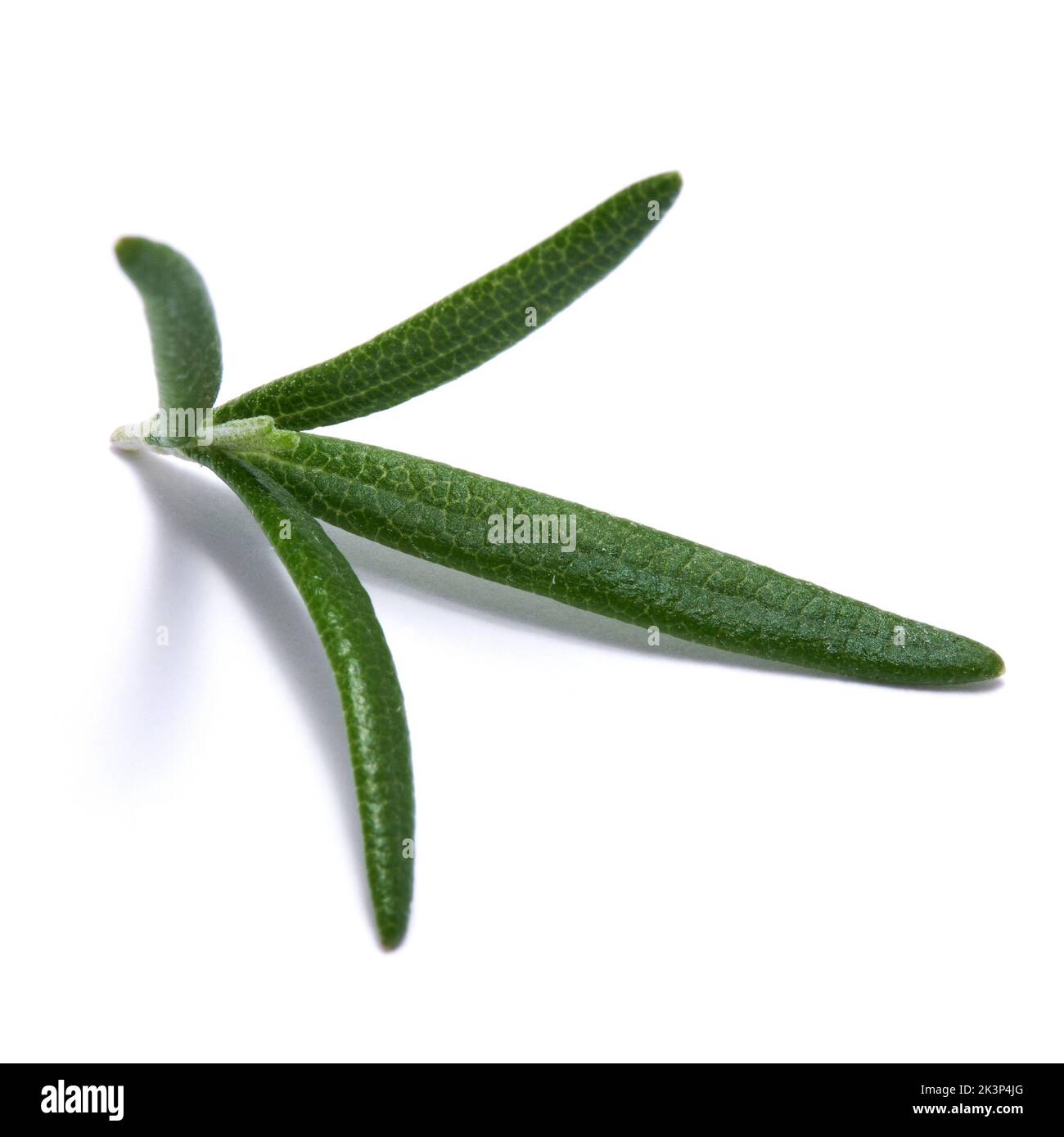 fresh rosemary branch isolated on white background Stock Photo - Alamy