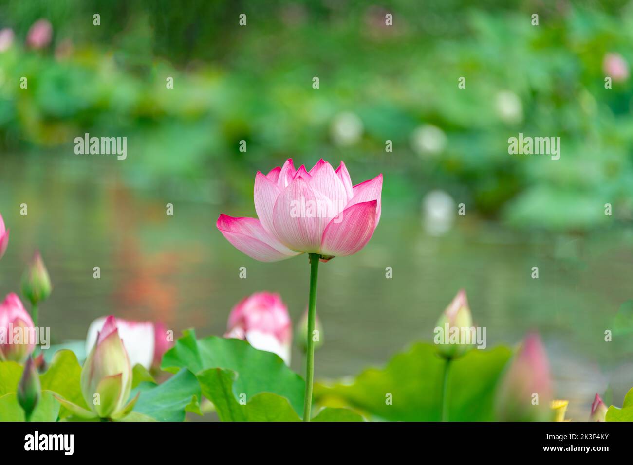The Pink Lotus in the Green Lotus leaves in summer Stock Photo - Alamy