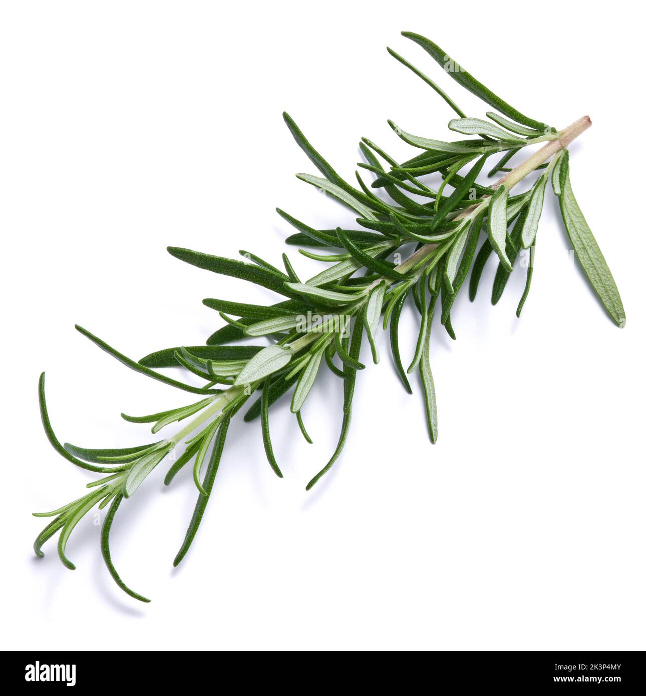 fresh rosemary branch isolated on white background Stock Photo - Alamy