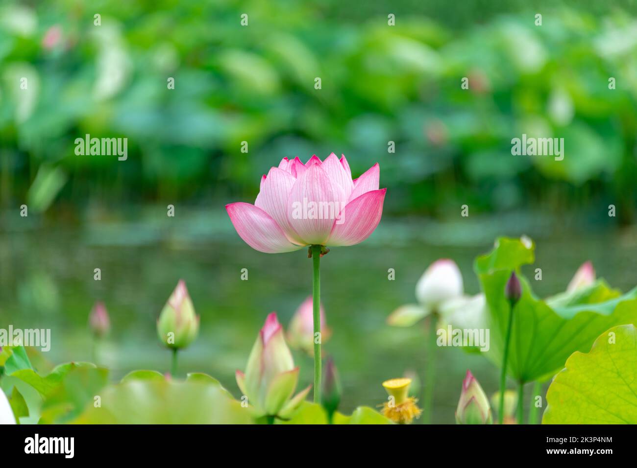 The Pink Lotus in the Green Lotus leaves in summer Stock Photo - Alamy