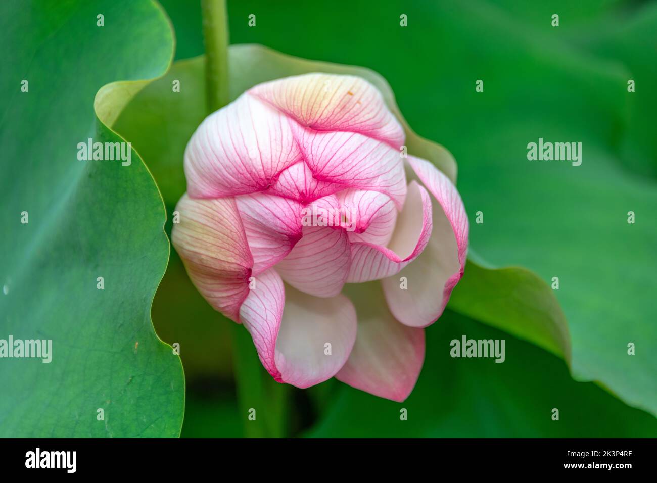 The Pink Lotus in the Green Lotus leaves in summer Stock Photo - Alamy