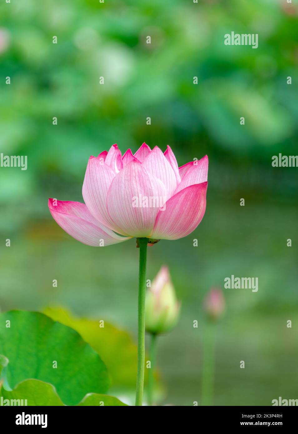 The Pink Lotus in the Green Lotus leaves in summer Stock Photo - Alamy