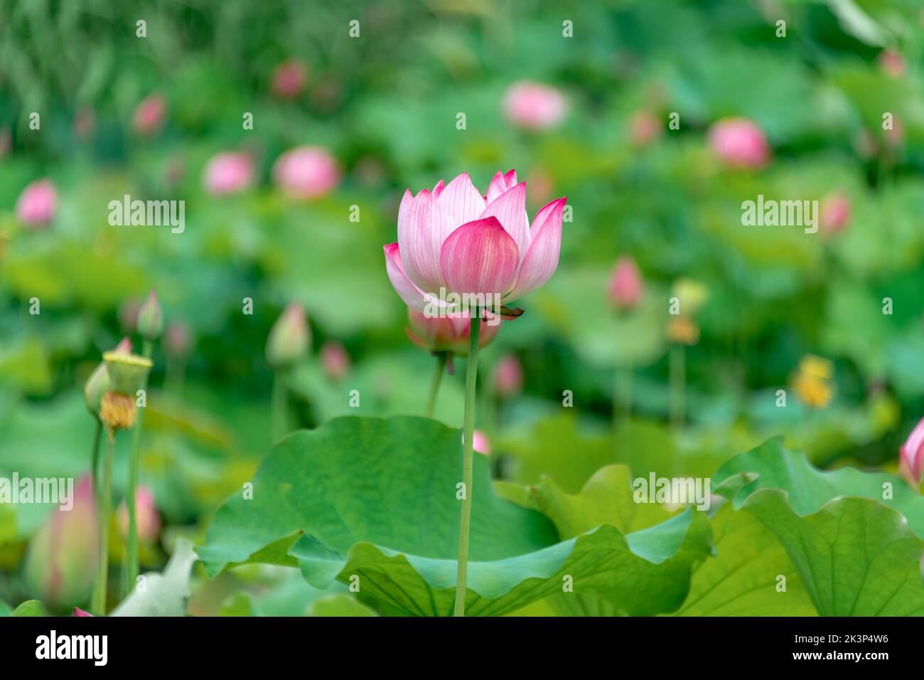 The Pink Lotus in the Green Lotus leaves in summer Stock Photo - Alamy
