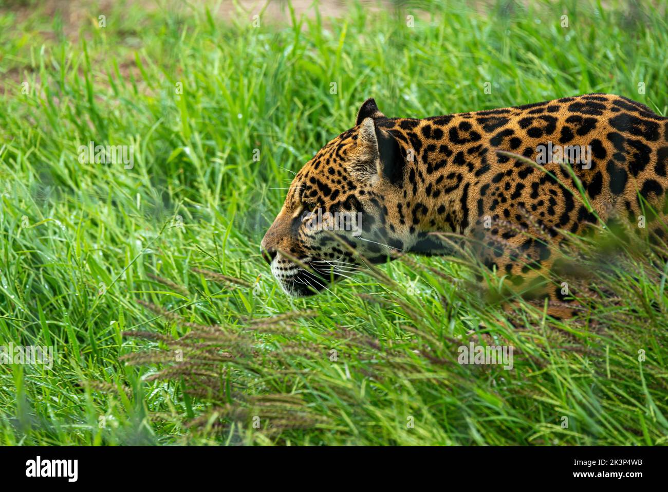 Jaguar in the jungle of southern mexico Stock Photo - Alamy