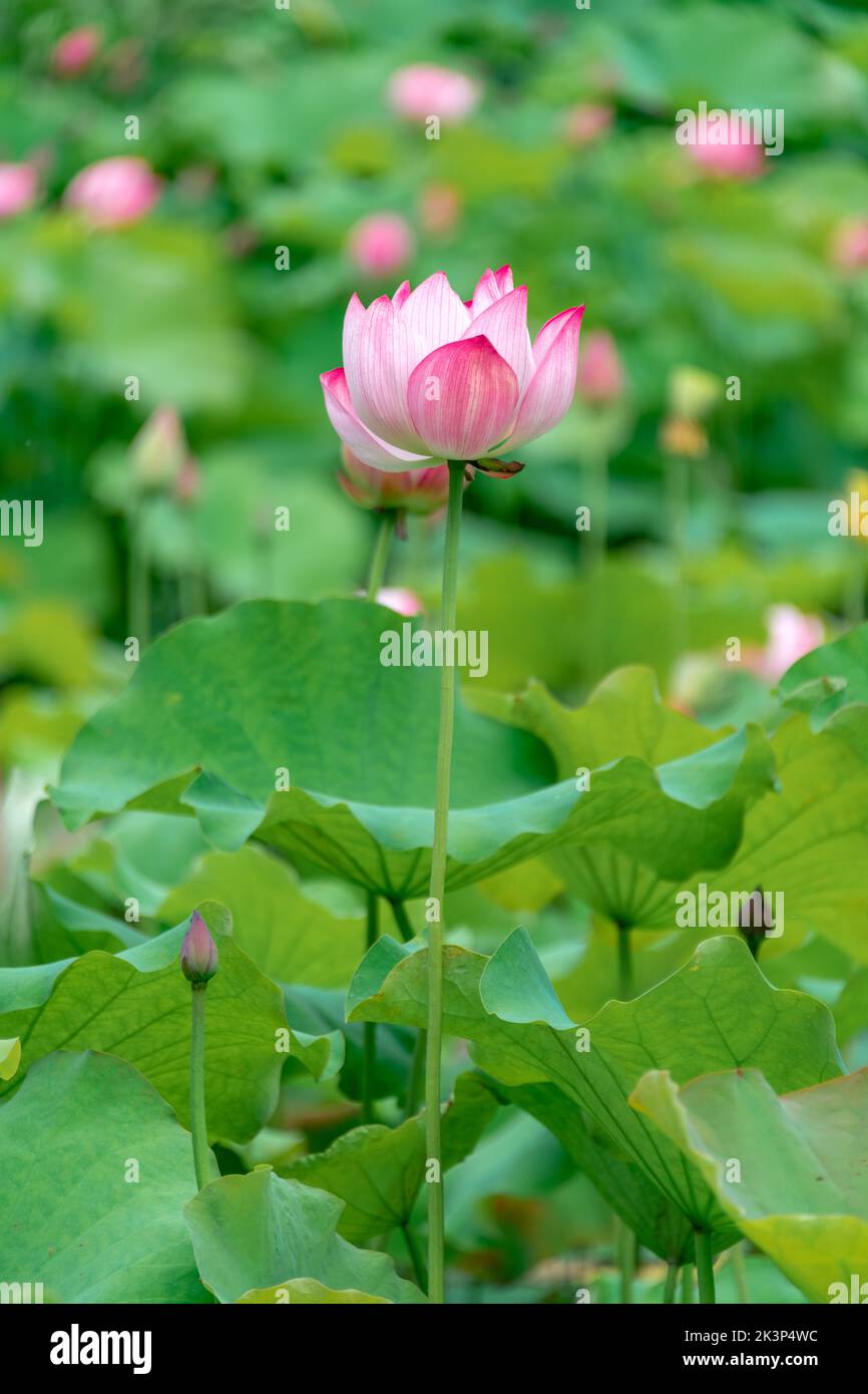 The Pink Lotus in the Green Lotus leaves in summer Stock Photo - Alamy