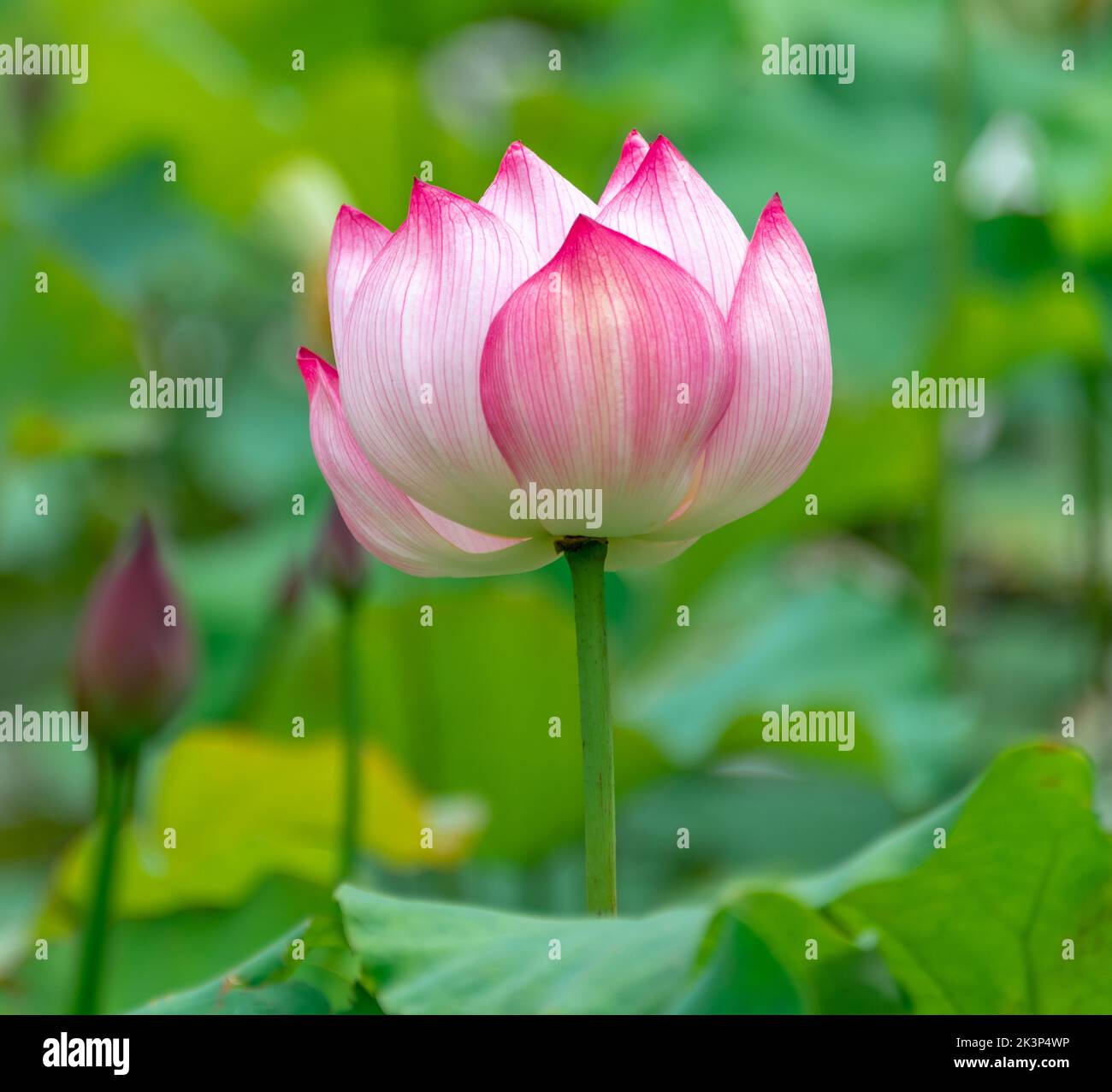 The Pink Lotus in the Green Lotus leaves in summer Stock Photo - Alamy