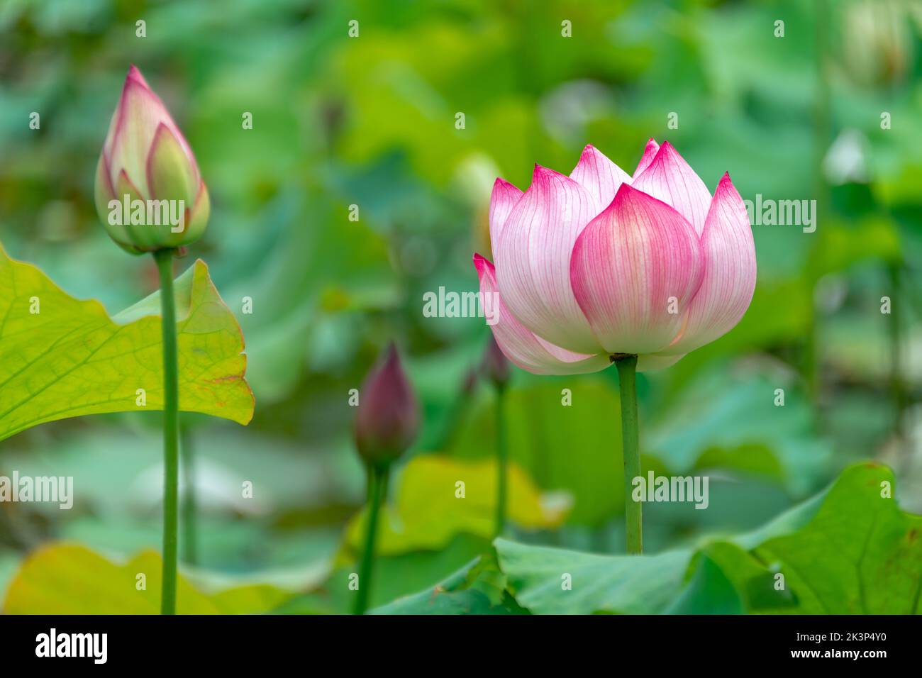 The Pink Lotus in the Green Lotus leaves in summer Stock Photo - Alamy