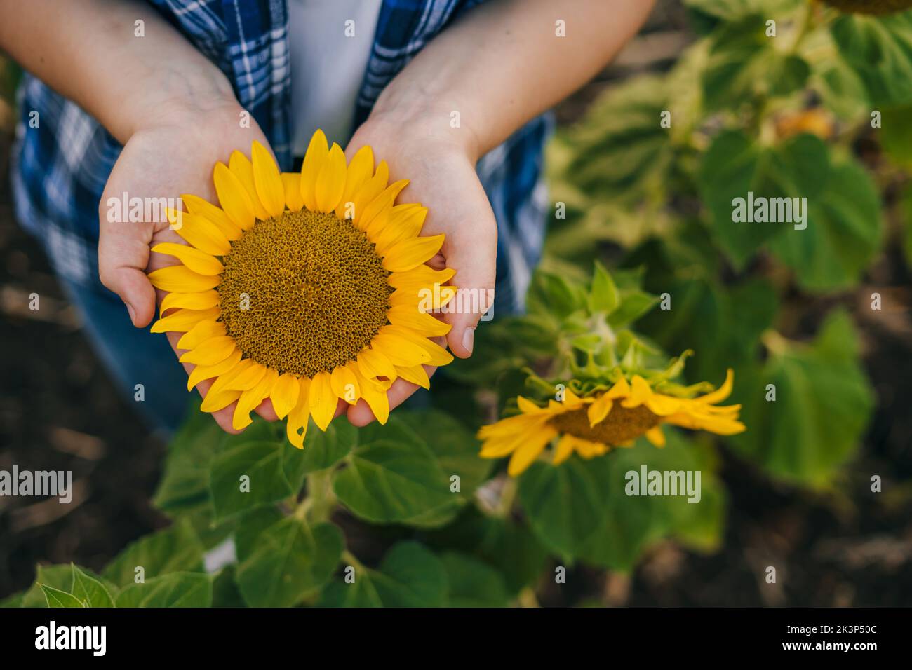 Woman farmer's hands examines a sunflower crop in the field, in rays of ...