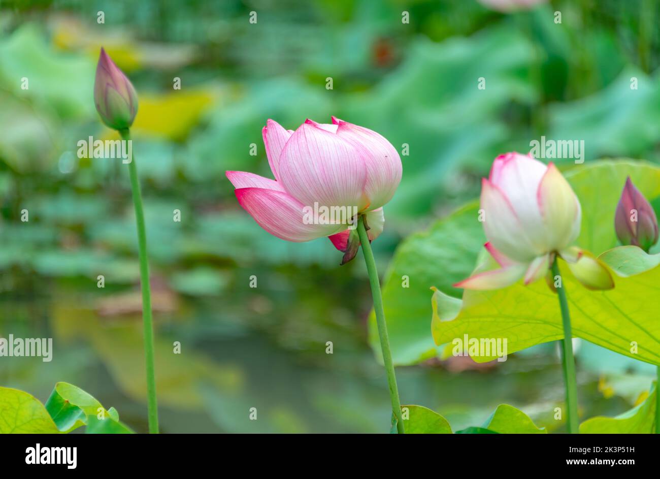 The Pink Lotus in the Green Lotus leaves in summer Stock Photo - Alamy