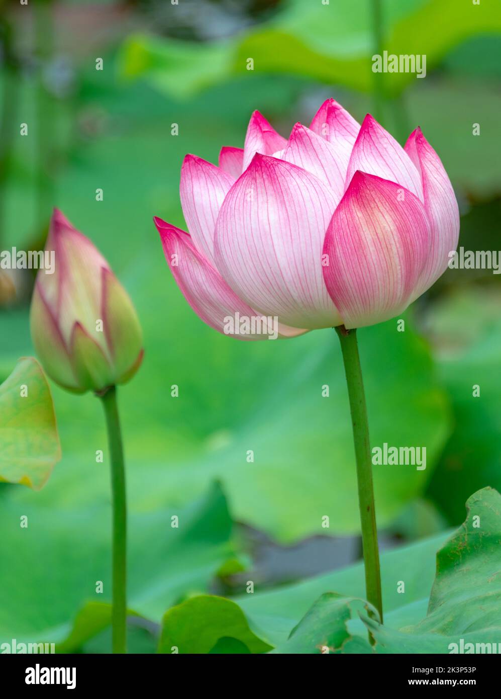 The Pink Lotus in the Green Lotus leaves in summer Stock Photo - Alamy