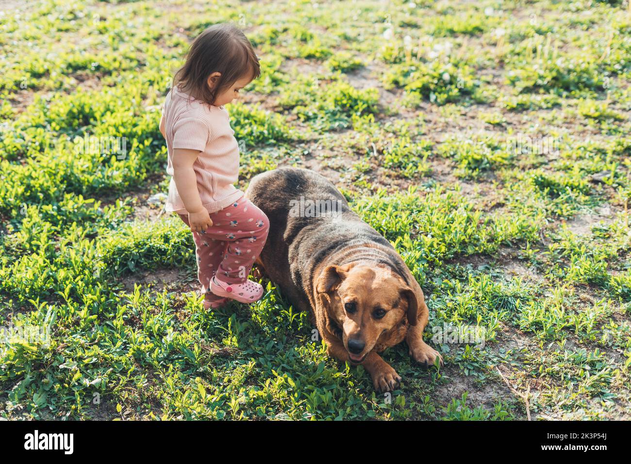 Little baby girl and her purebred dog playing together on green grass ...