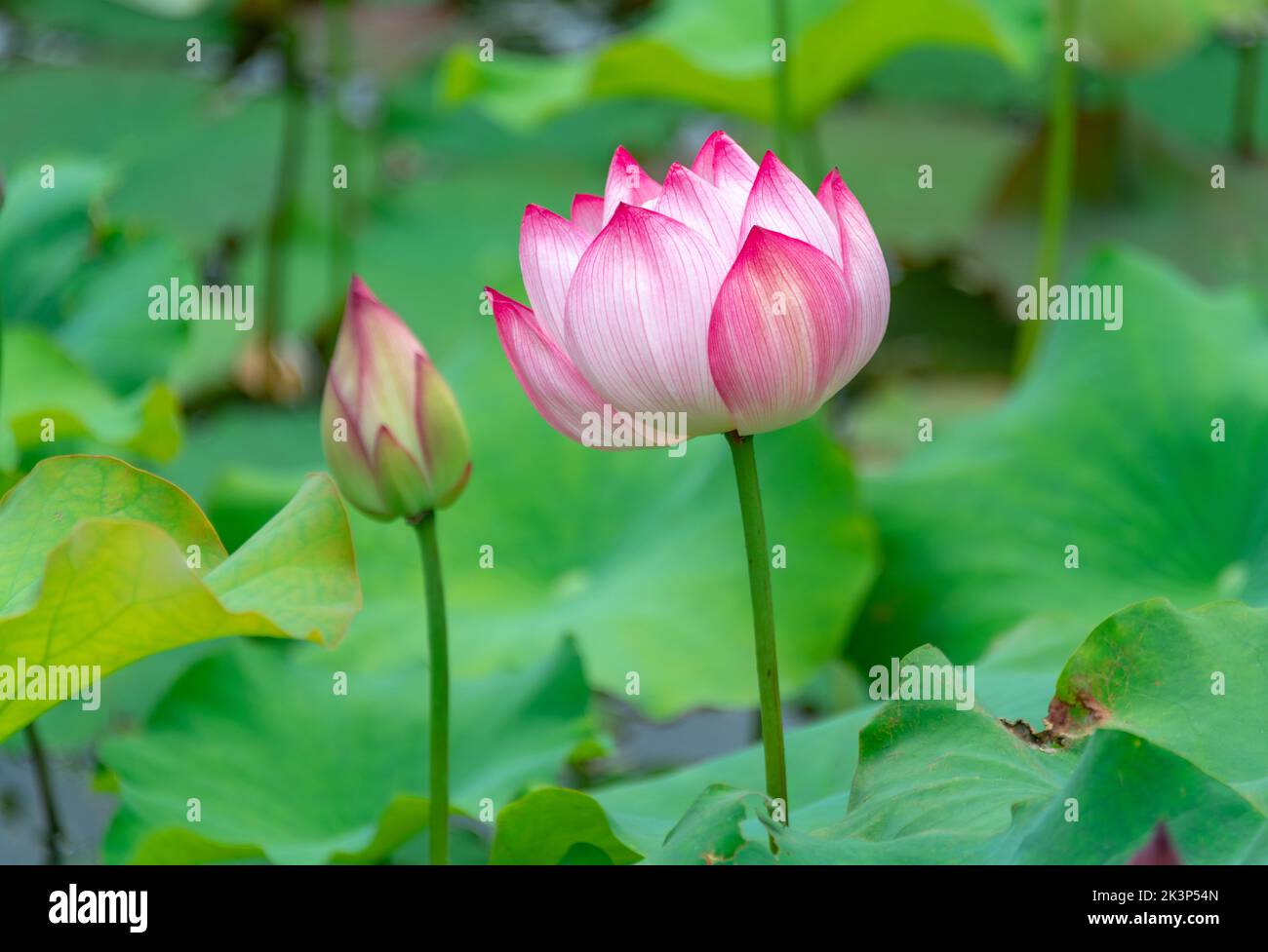 The Pink Lotus in the Green Lotus leaves in summer Stock Photo - Alamy