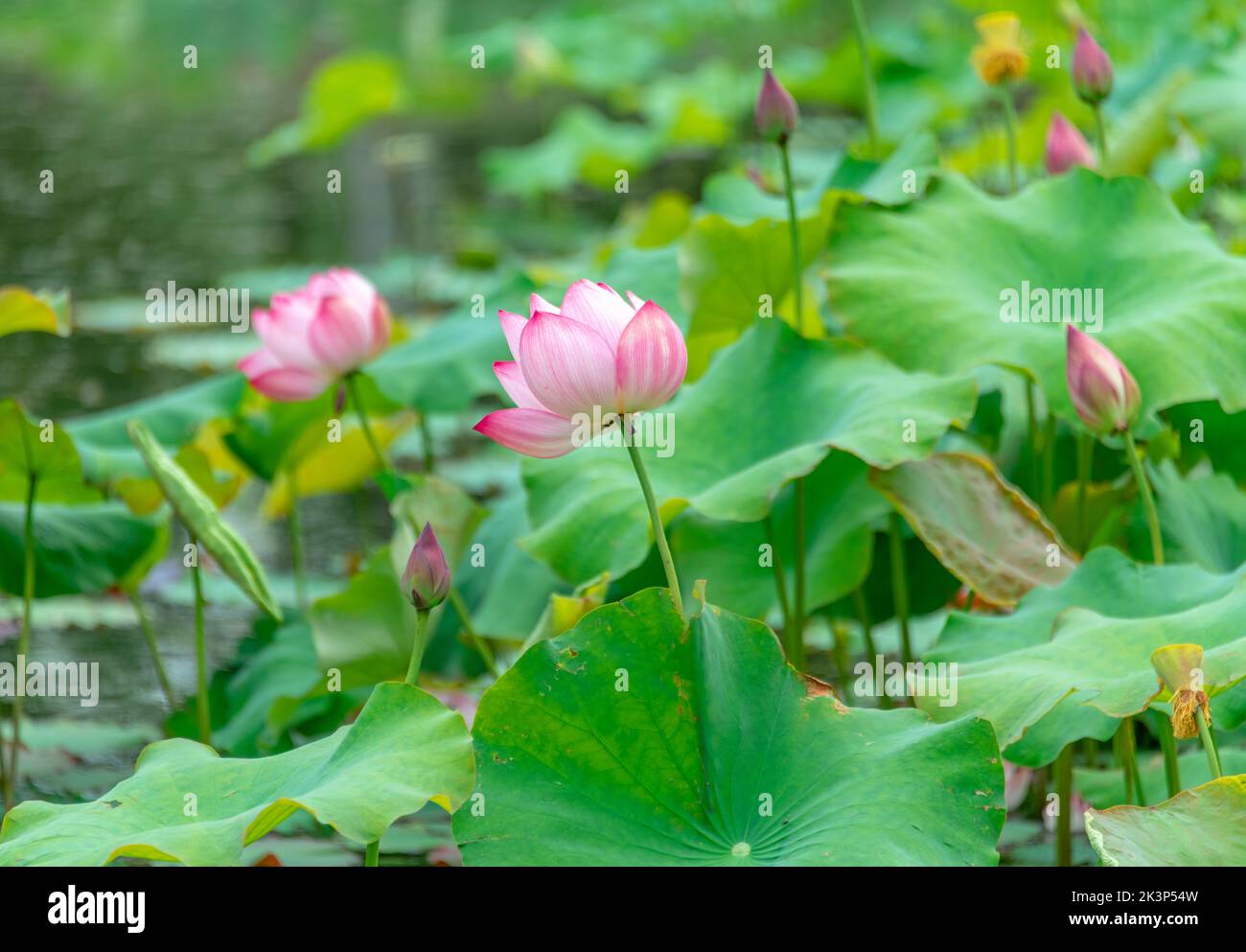 The Pink Lotus in the Green Lotus leaves in summer Stock Photo - Alamy