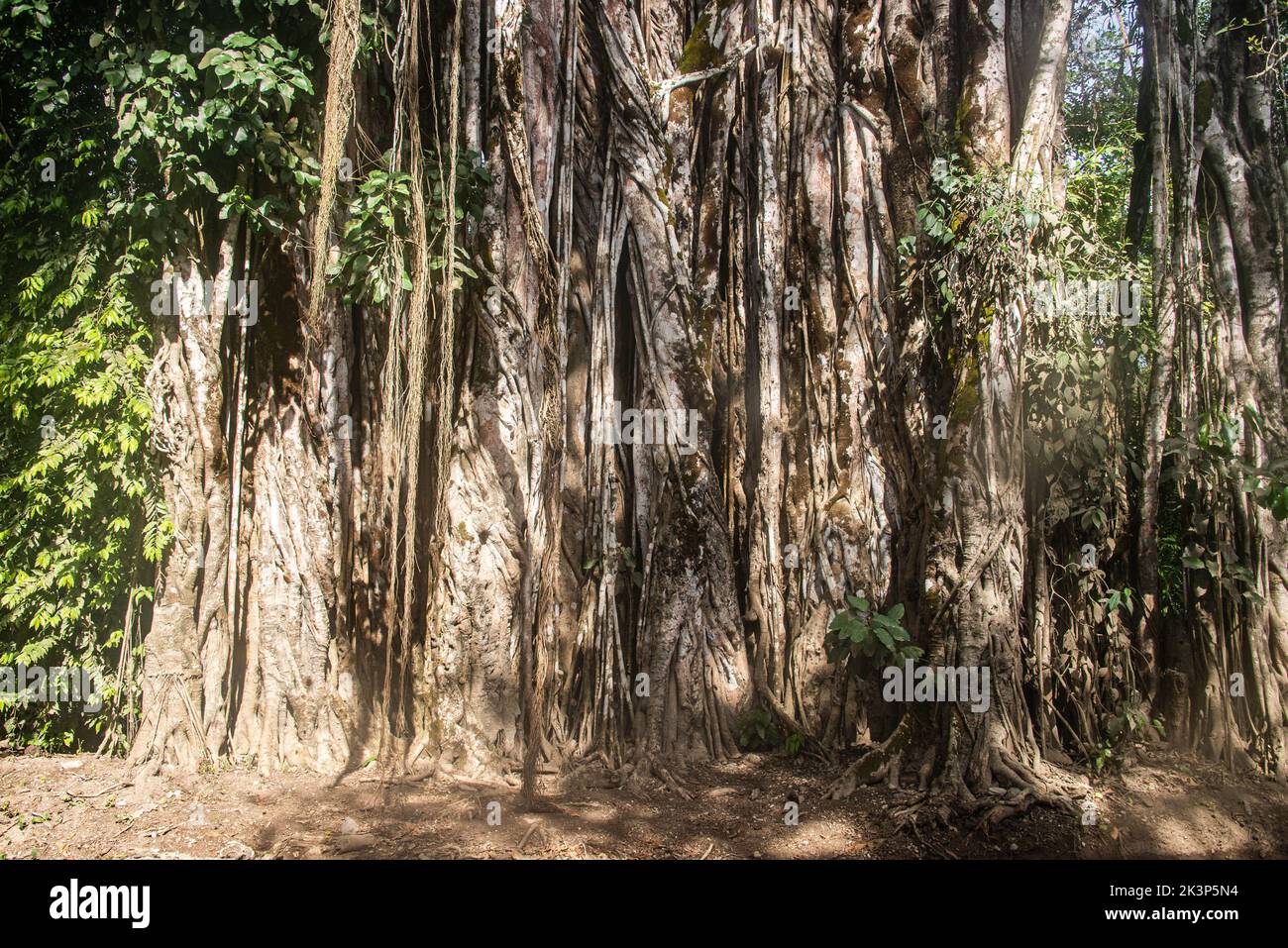 The amazing 130 foot strangler fig tree in Cabuya, Costa Rica Stock ...