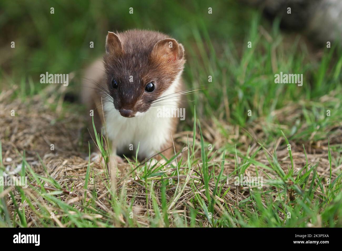 A Stoat, Mustela Erminea, hunting around for food in the grass Stock ...